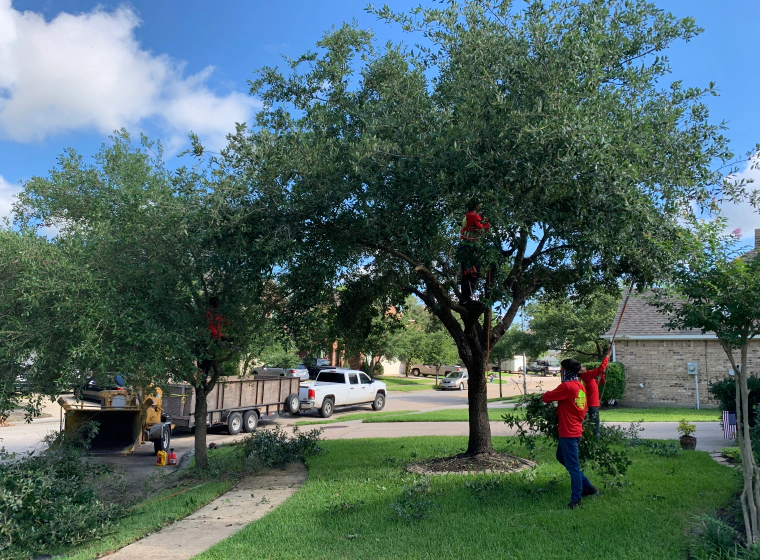 Tree Services Houston, TX | Free Estimates | Garrett Tree Services